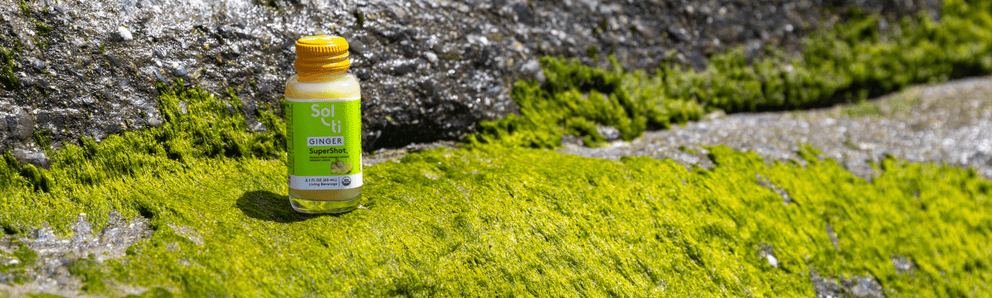 12 Science-Backed Ginger Shot Benefits for a Healthier You – Sol-ti